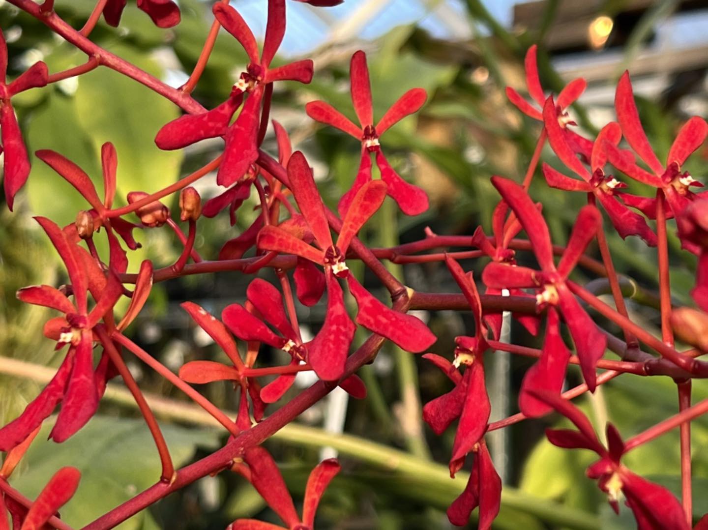 Renanthera – Emerald City Orchids