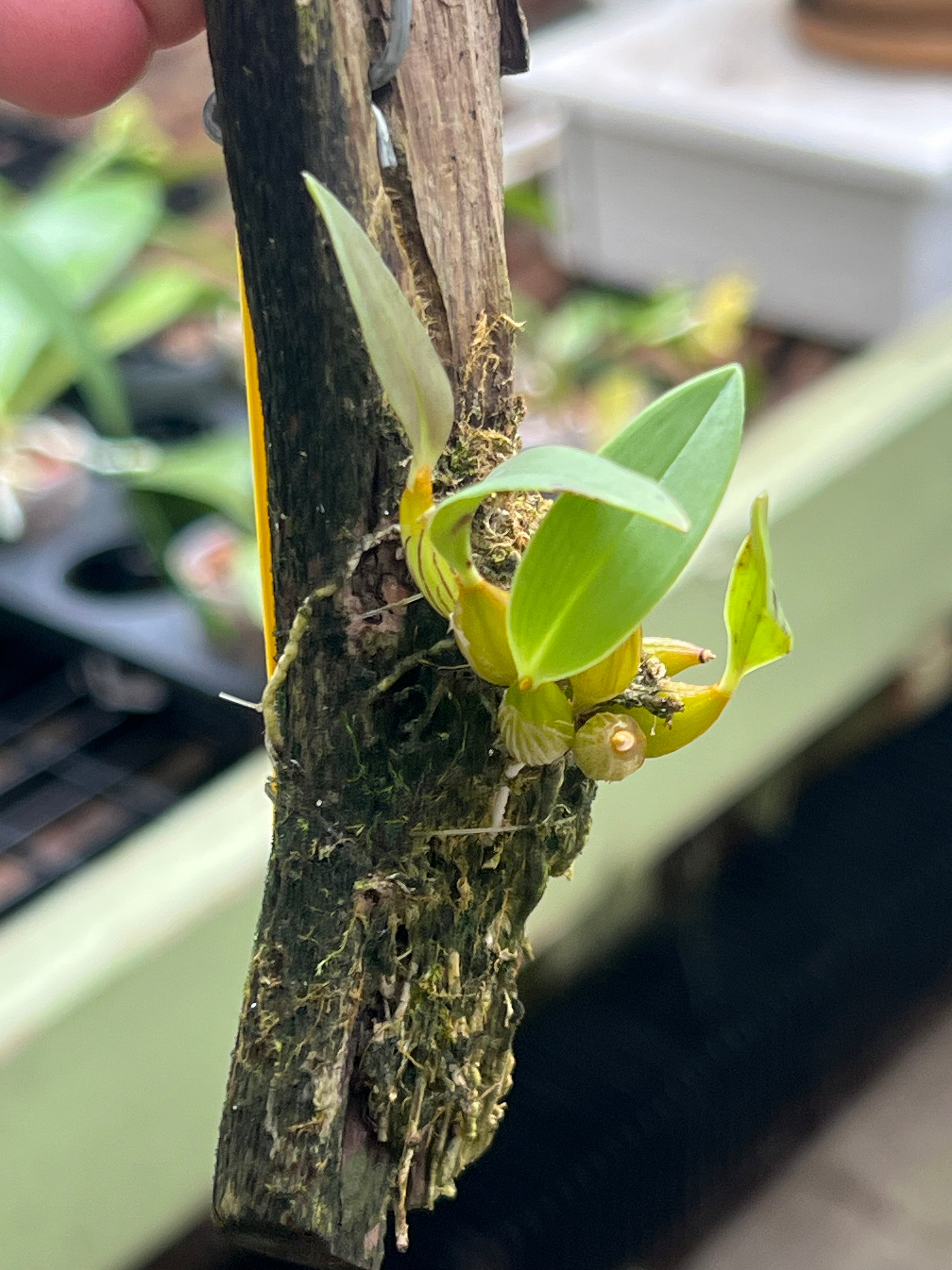Dendrobium abberans – Emerald City Orchids