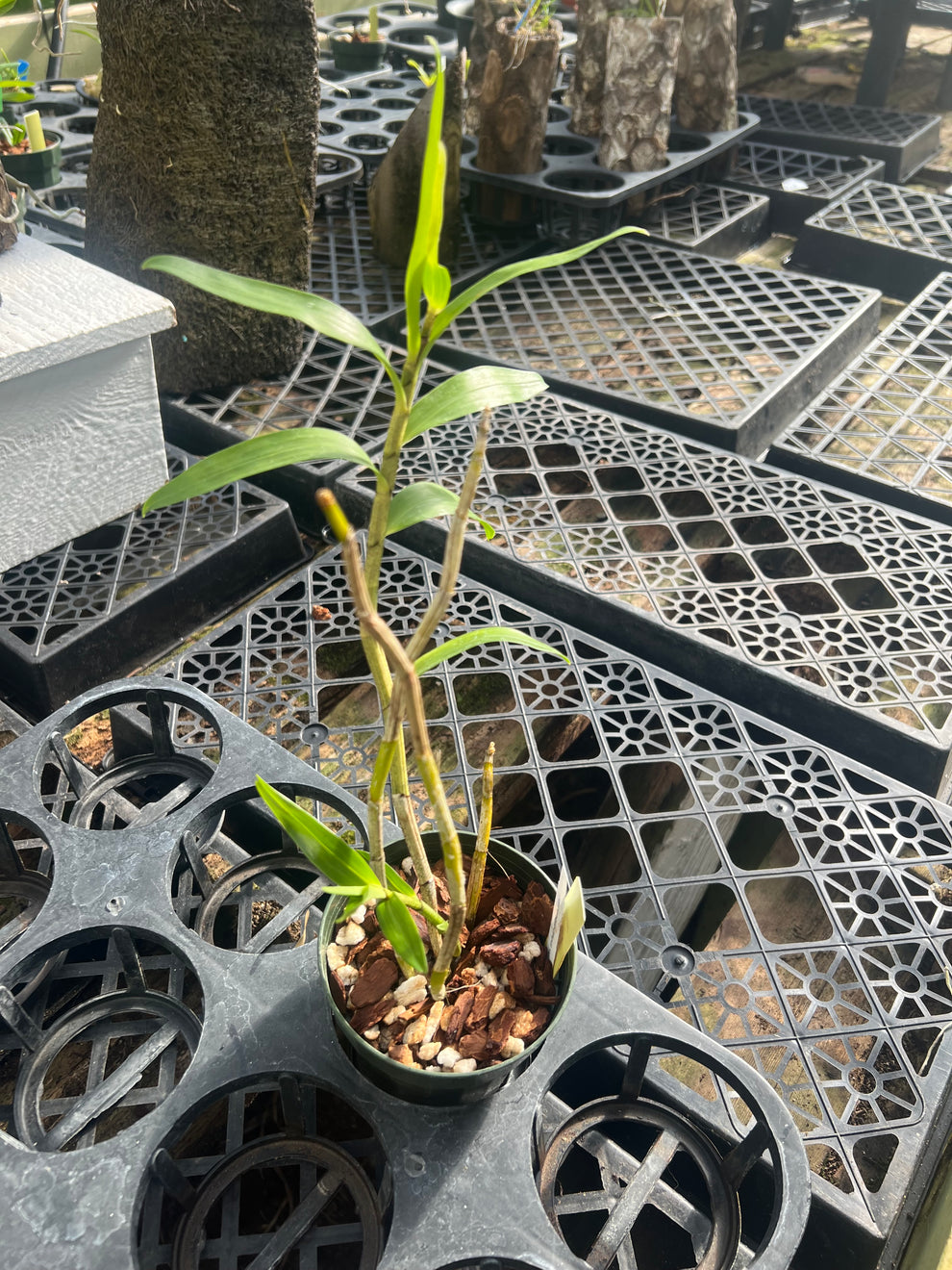 Dendrobium infundibulum – Emerald City Orchids