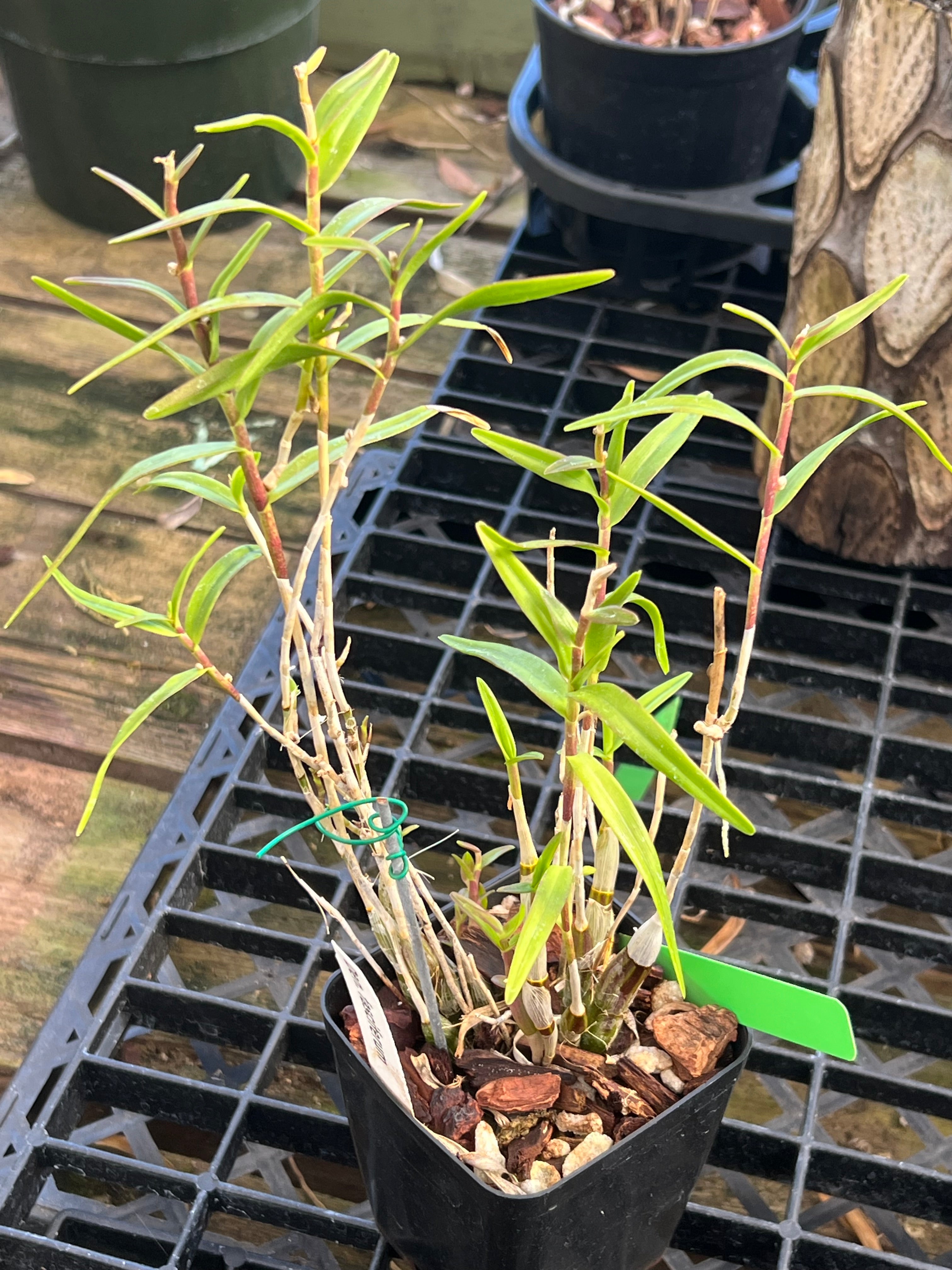 Dendrobium fasciferum – Emerald City Orchids