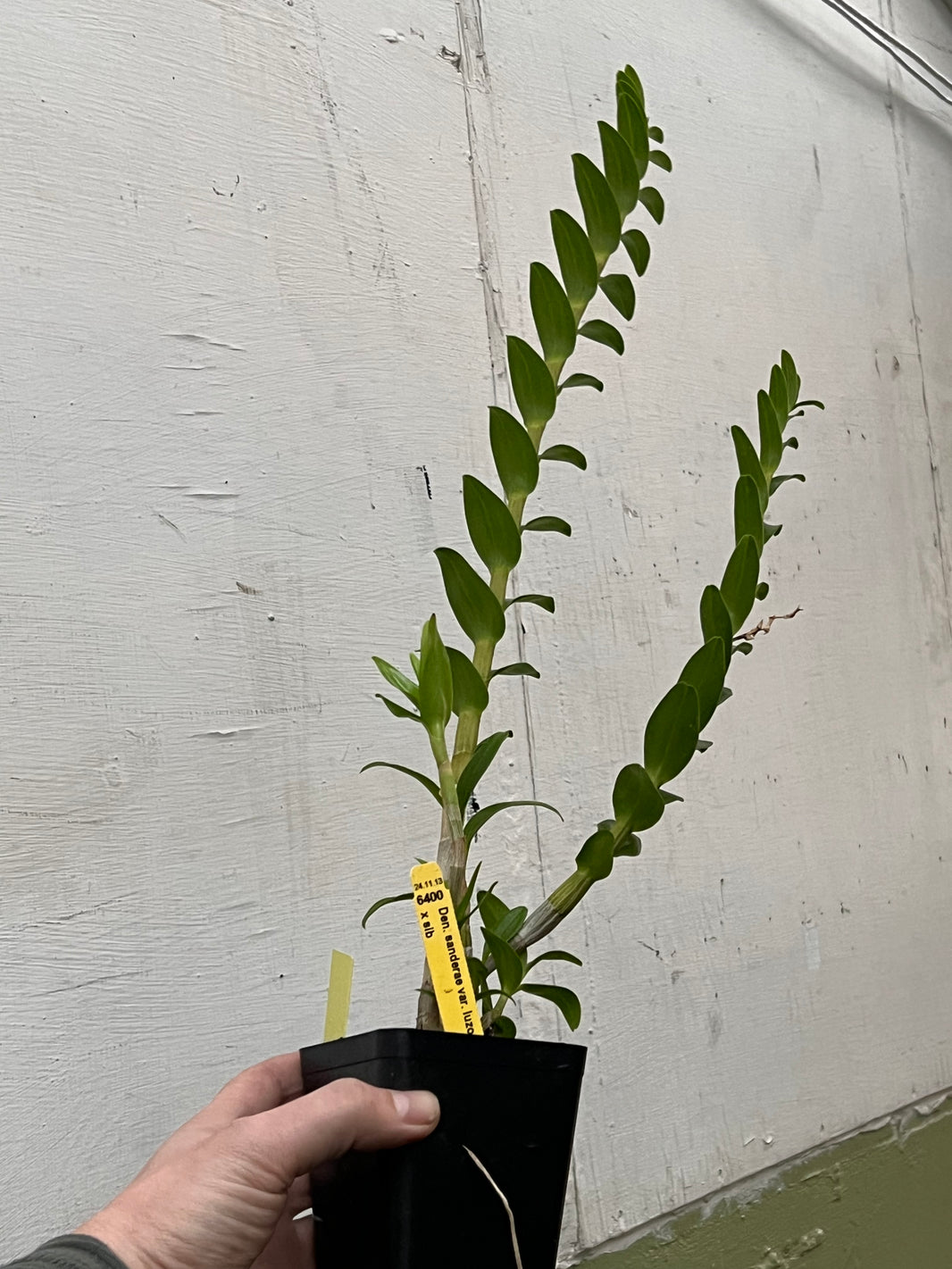 Dendrobium – Emerald City Orchids