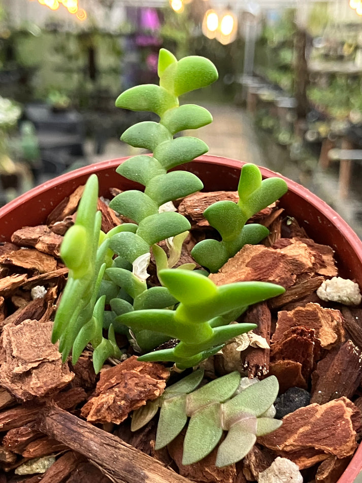 Dendrobium Leonis – Emerald City Orchids