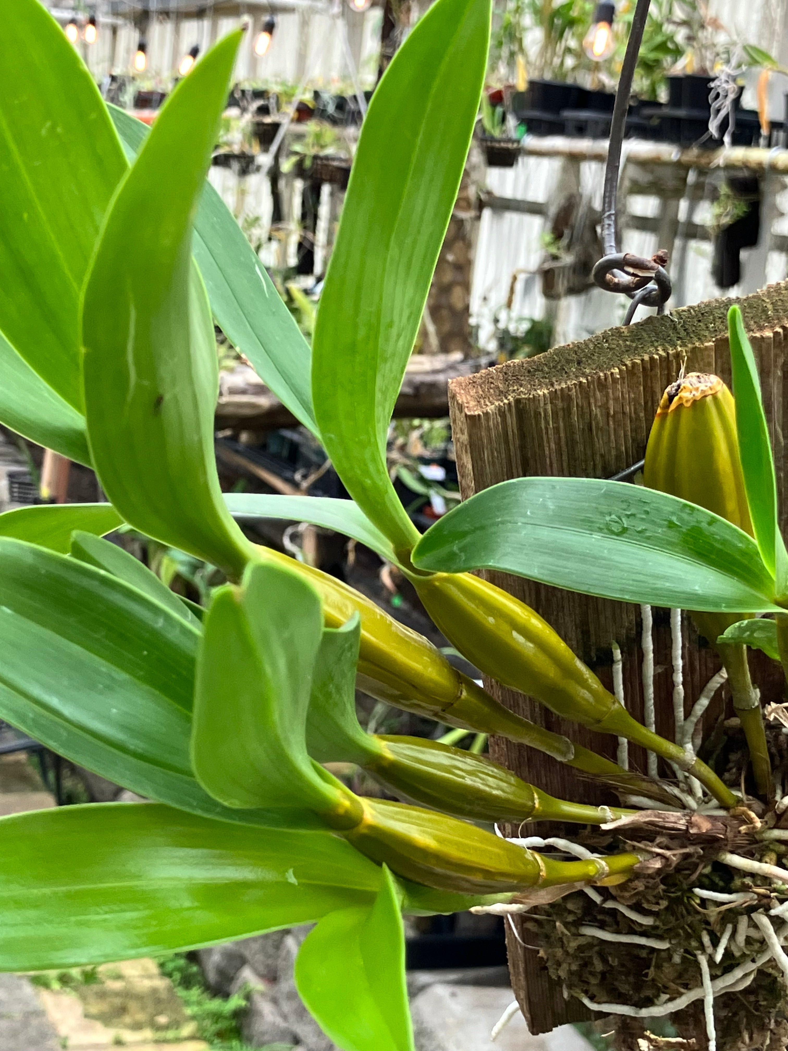 Dendrobium Macrophyllum – Emerald City Orchids