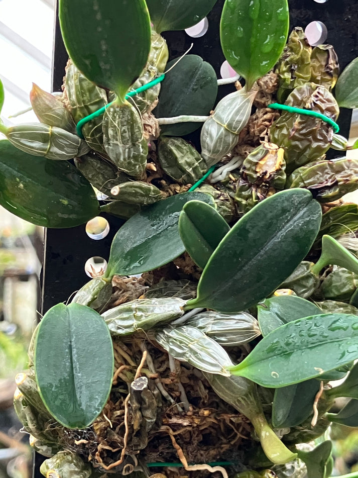 Dendrobium Jenkinsii – Emerald City Orchids