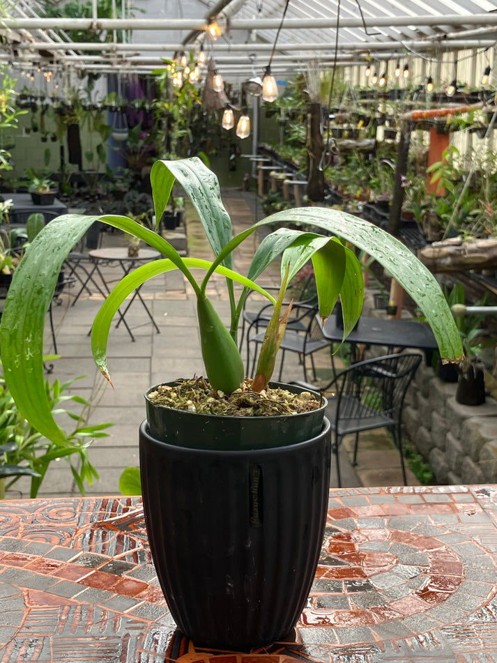 Coelogyne Mossiae – Emerald City Orchids