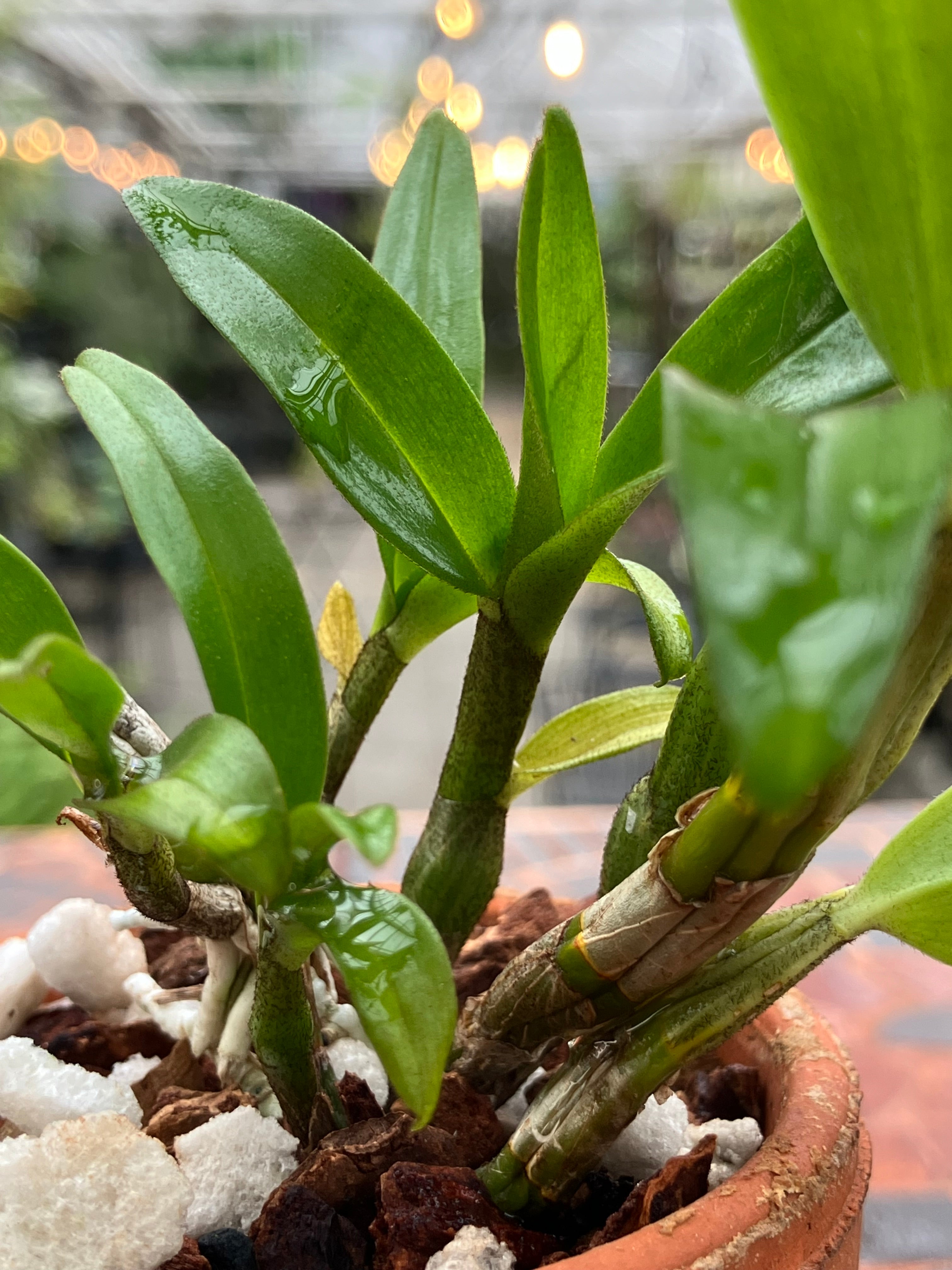 Dendrobium Kontumense – Emerald City Orchids