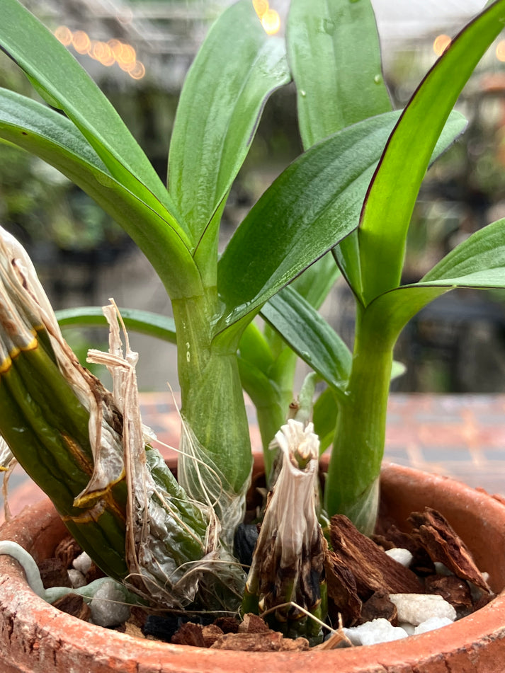 Dendrobium Enobi – Emerald City Orchids