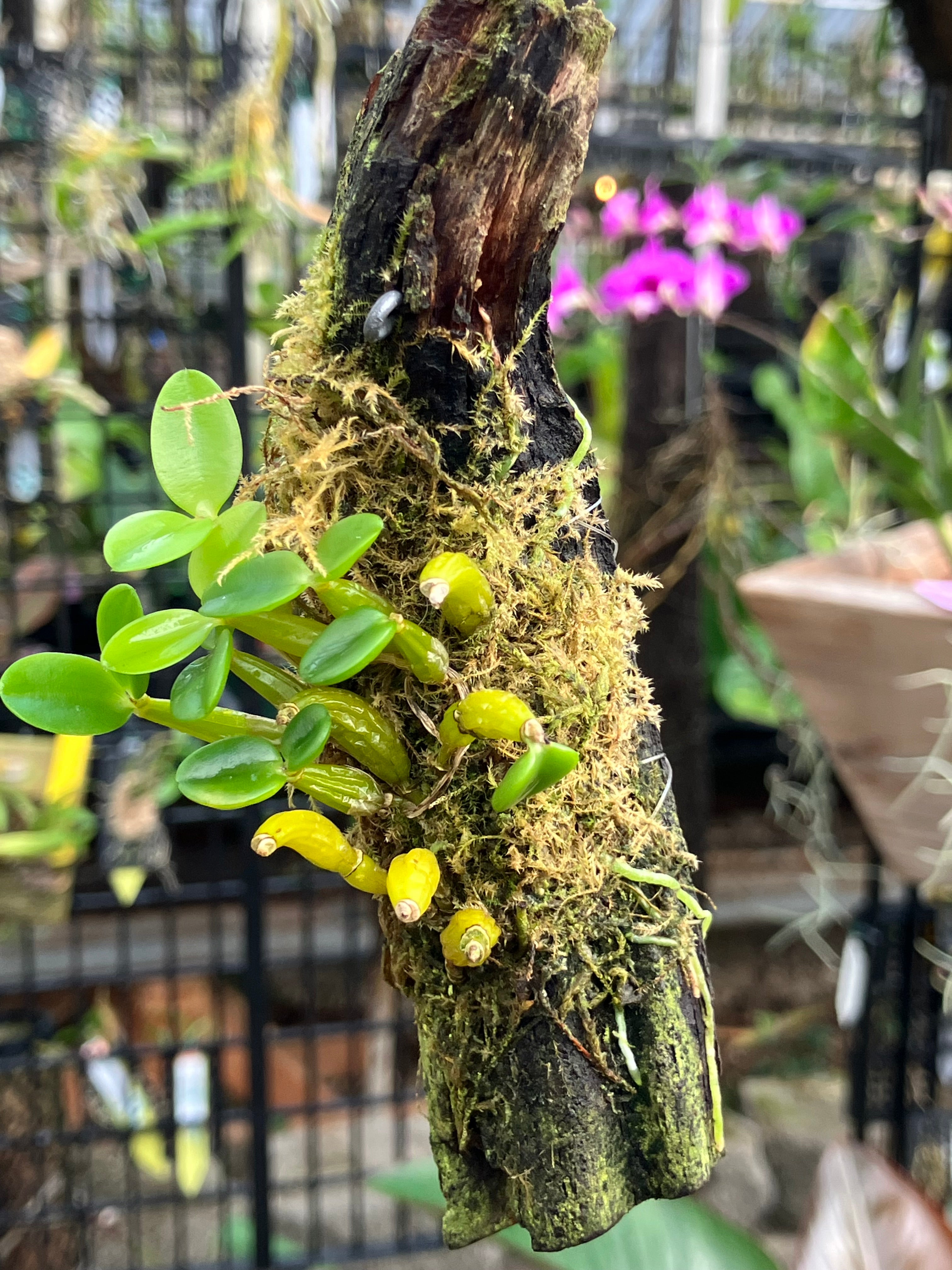 Dendrobium Quadrangulare – Emerald City Orchids