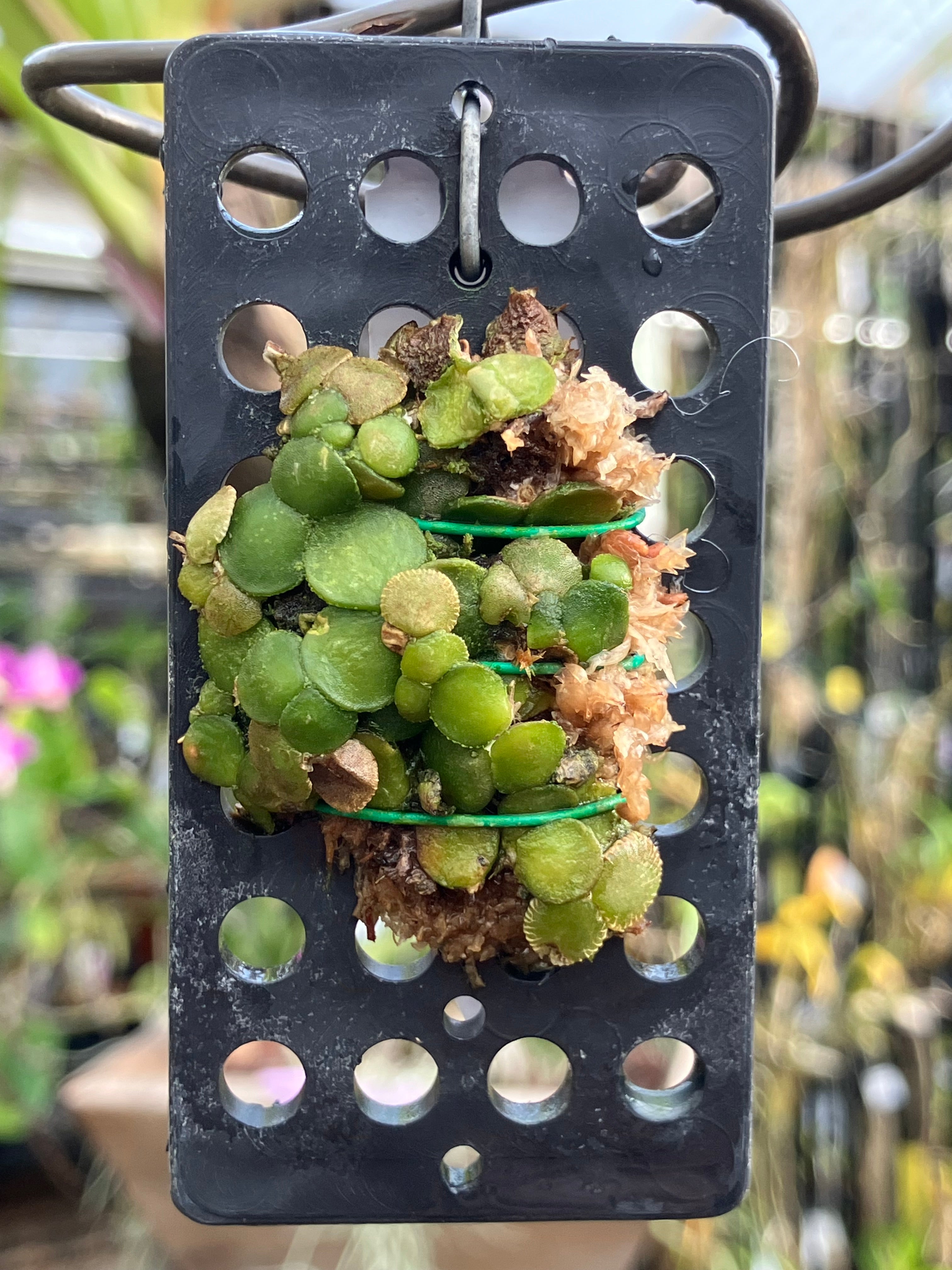 Conchidium Spirodelum – Emerald City Orchids