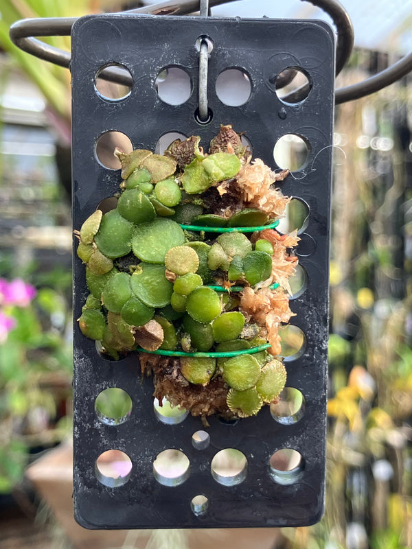 Conchidium Spirodelum – Emerald City Orchids