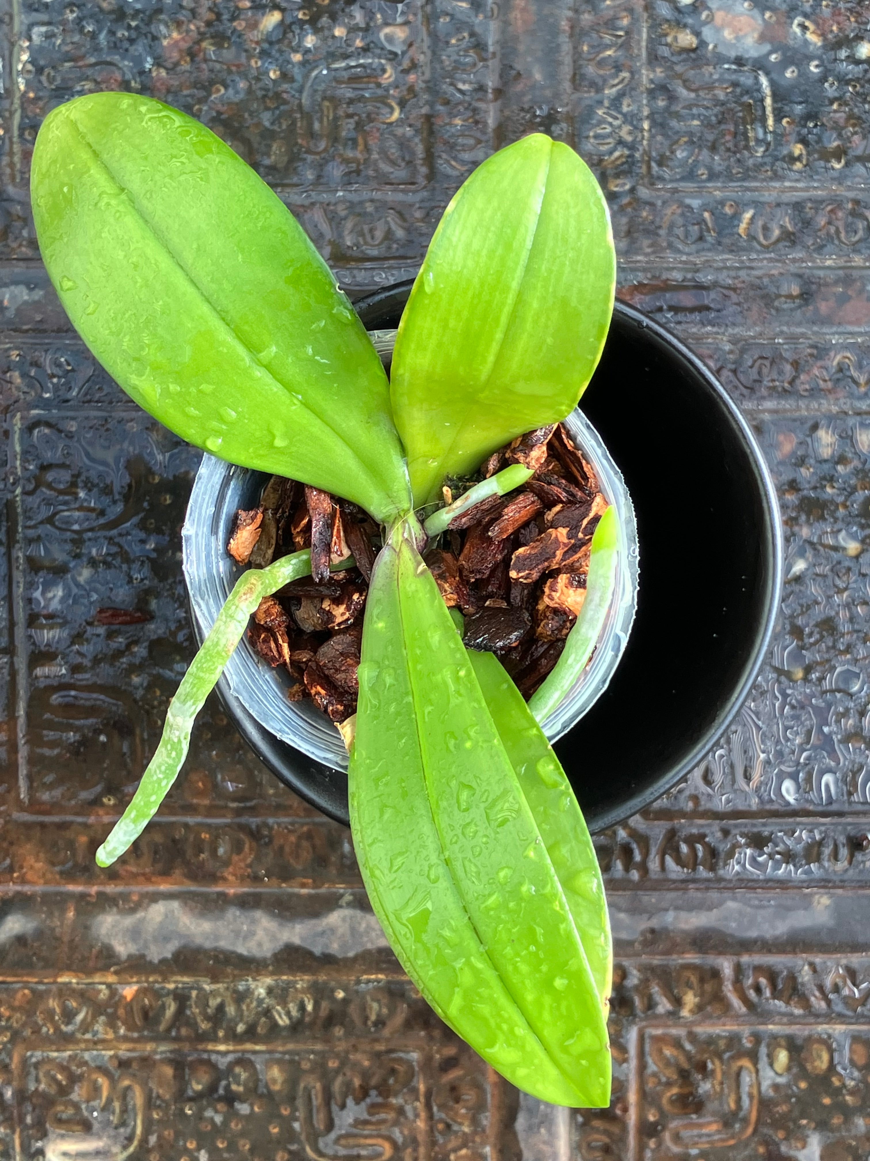 Phalaenopsis Mannii Black – Emerald City Orchids