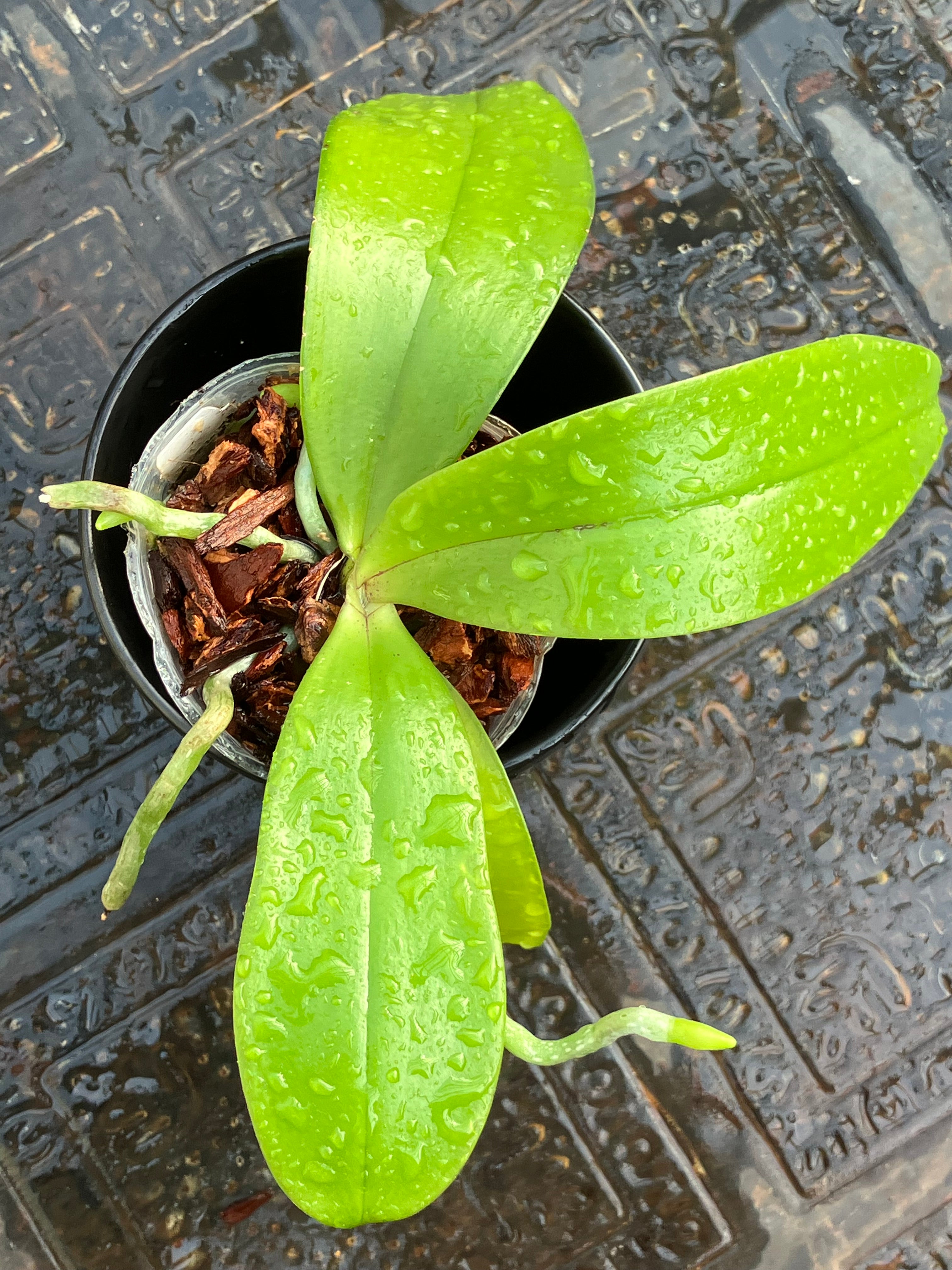 Phalaenopsis Mannii – Emerald City Orchids