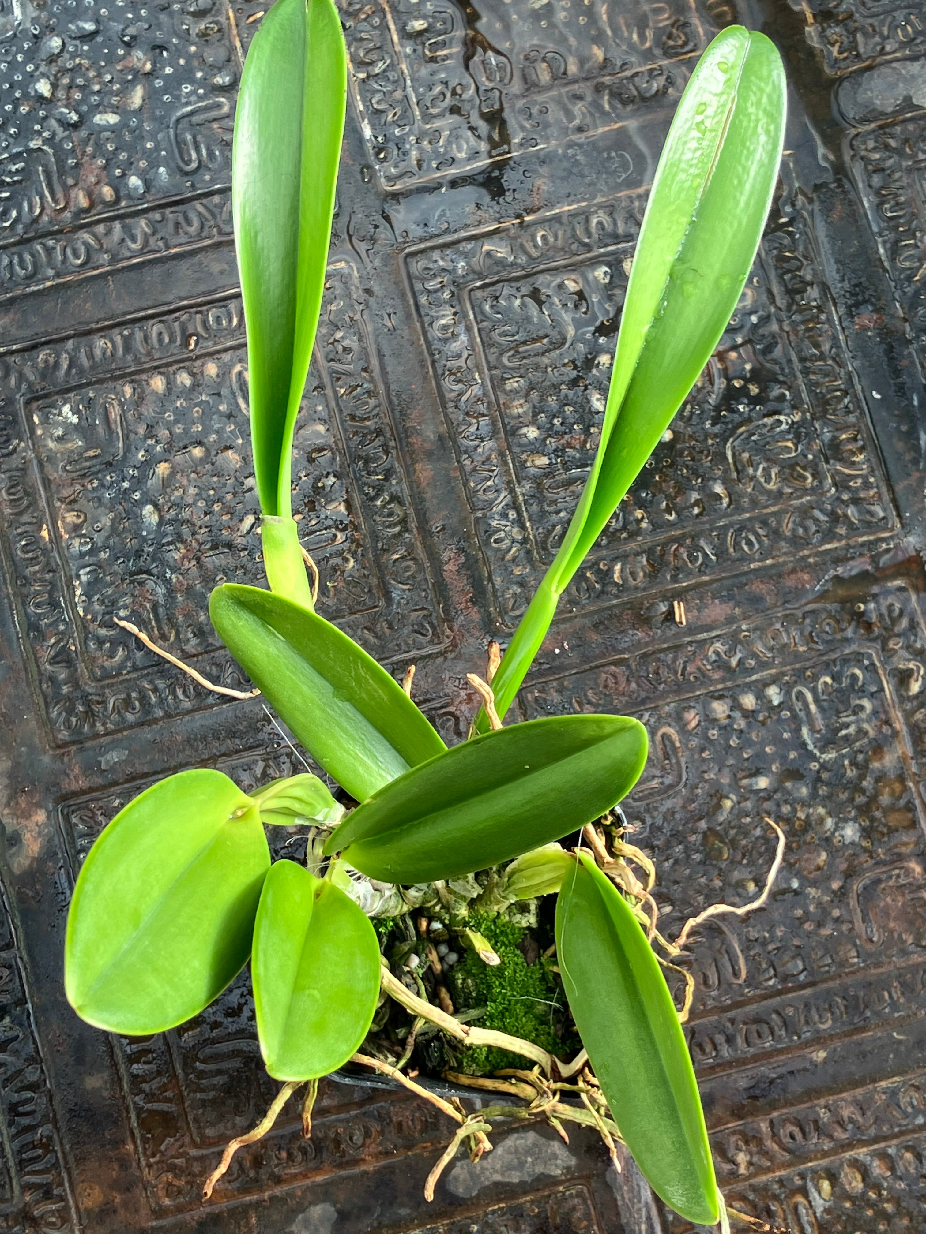 Potinara (Dick Smith x Chelsea Alward) 'Paradise' – Emerald City Orchids