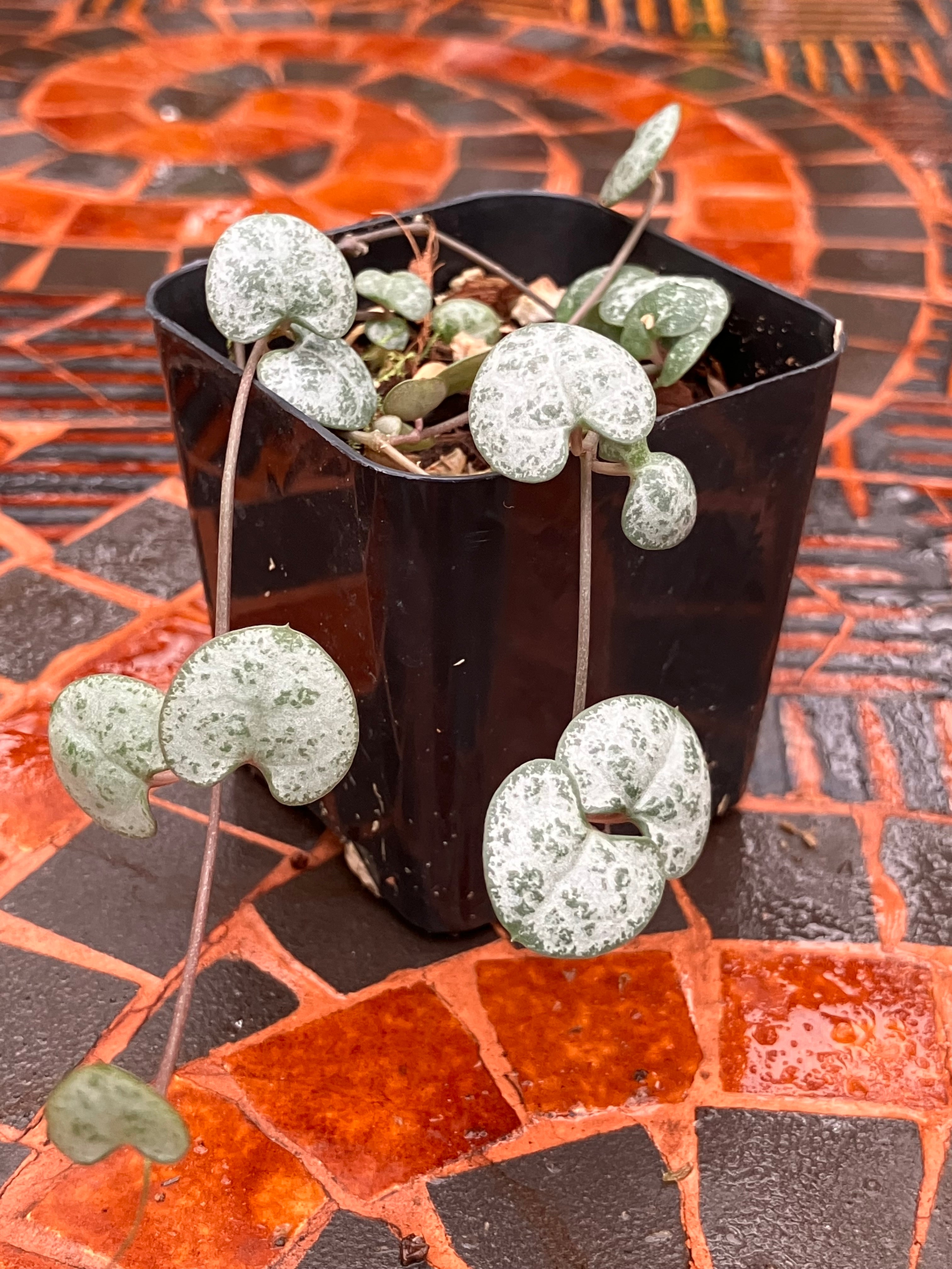 Ceropegia Woodii String of Hearts 'Silver Glory' – Emerald City Orchids