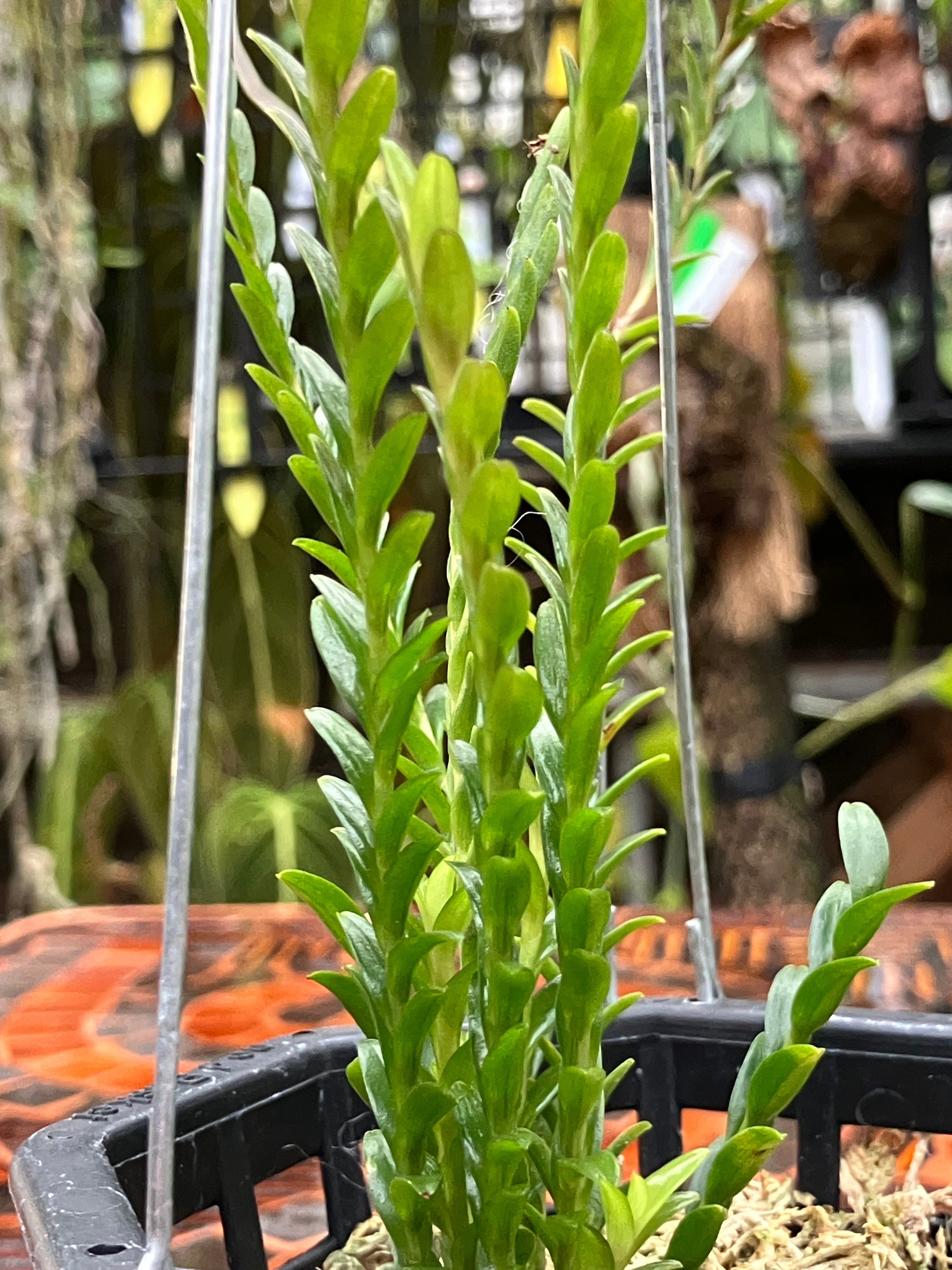 Emerald City Orchids